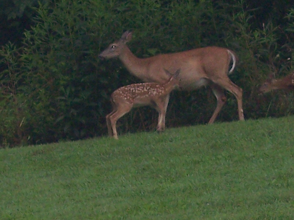 WILD LIFE ON THE FARM – "VERO'S VERBIAGE & VISUALS"