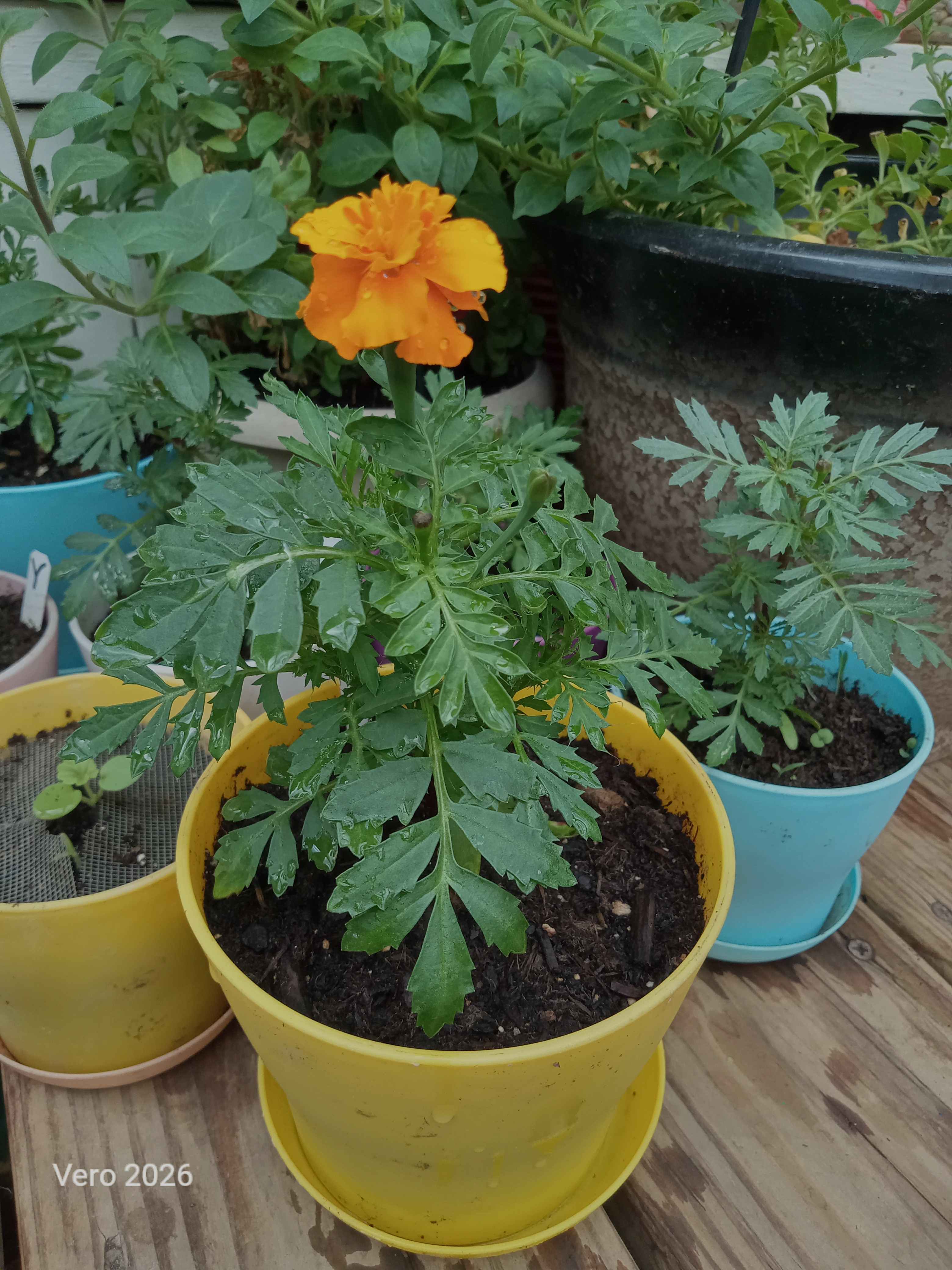 GREENHOUSE UPDATE – "VERO'S VERBIAGE & VISUALS"